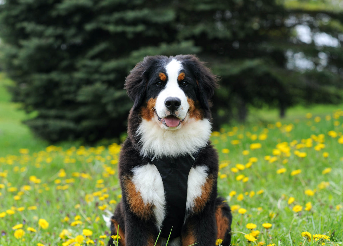 Swissridge Ultimate Harness – Swissridge Canine Essentials